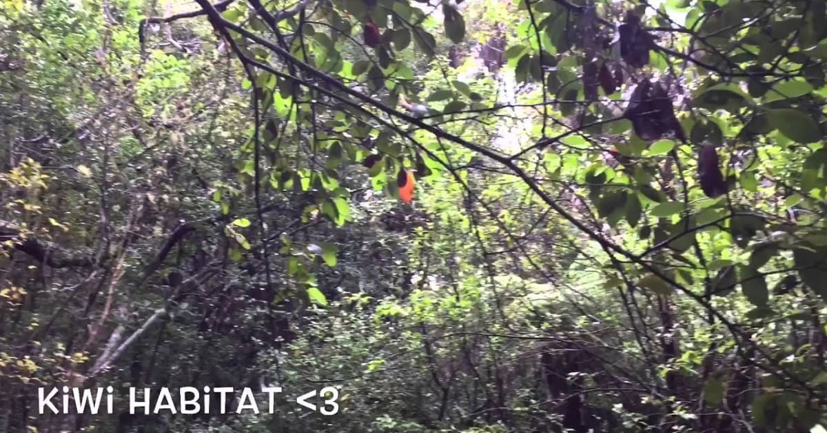 Haruru Falls, Northland, New Zealand | Team Gauthier