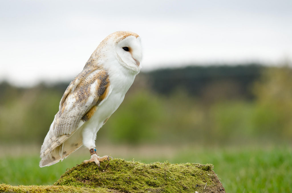 Barn Owl - eBirdr