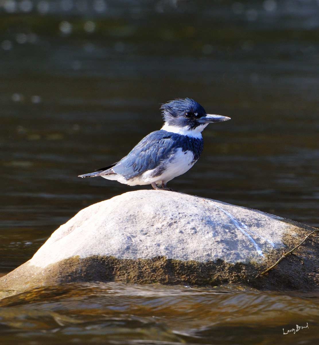 Belted Kingfisher - eBirdr