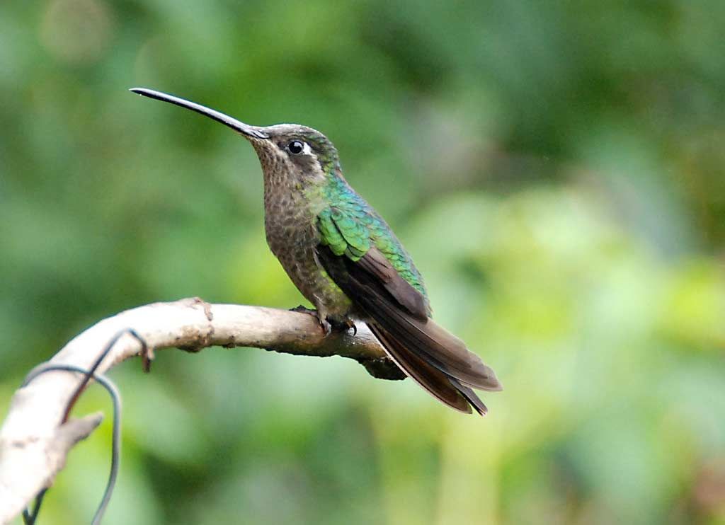 Magnificent Hummingbird - eBirdr
