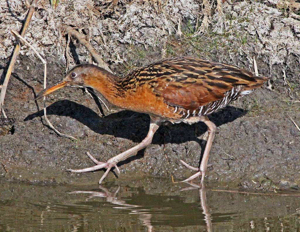 King Rail - eBirdr