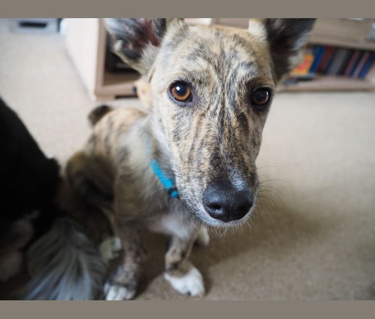 Embark Dog DNA Test - Breed