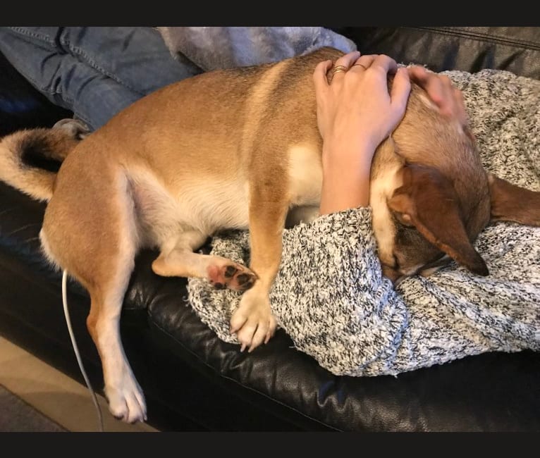 Embark Dog DNA Test - Breed