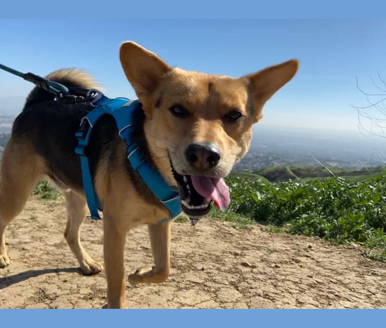 Embark Dog DNA Test - Breed