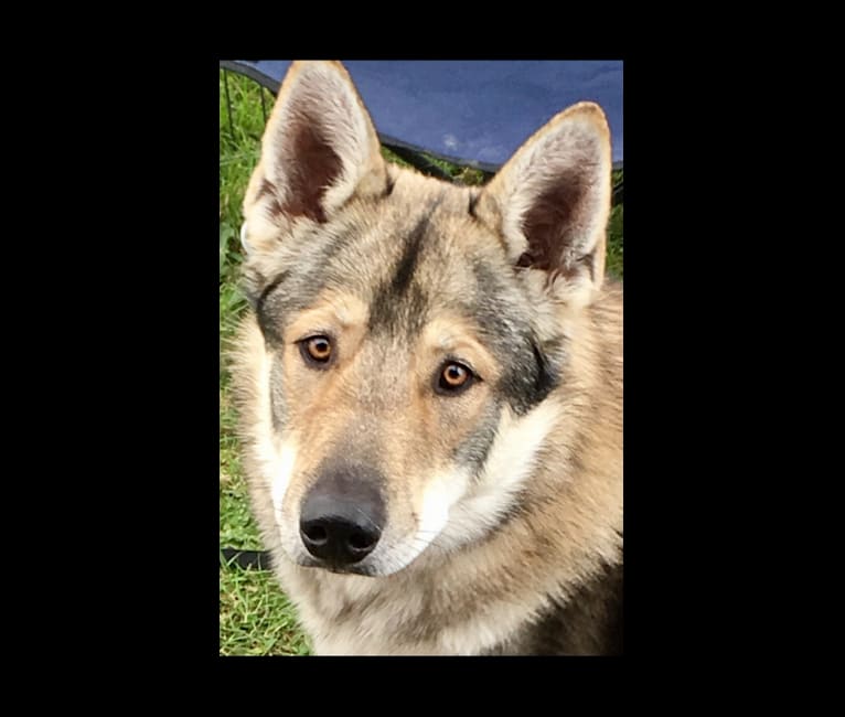 Embark Dog DNA Test - Breed