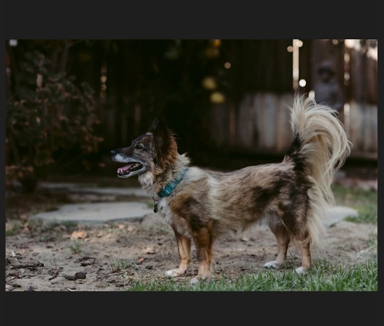 Embark Dog DNA Test - Breed