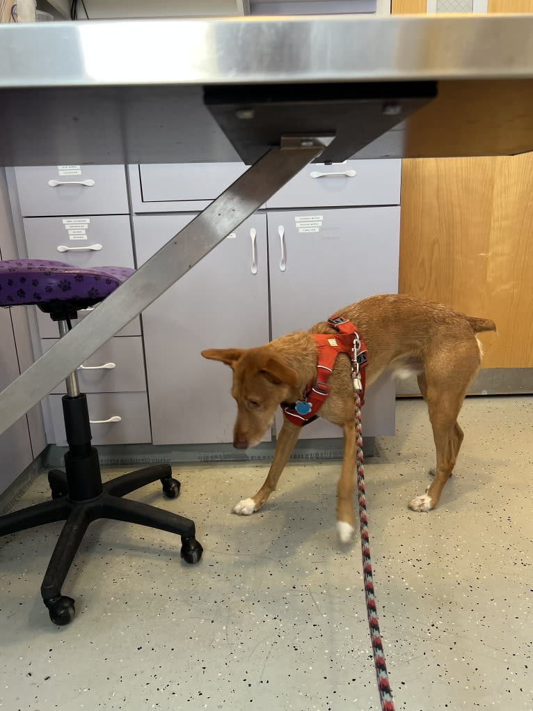 Embark Dog DNA Test - Red gallery