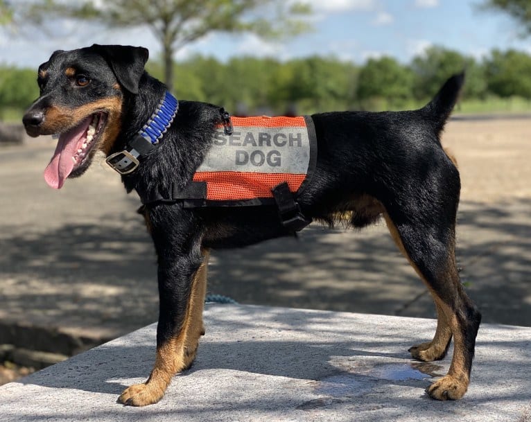 Embark Dog DNA Test - Drax the Destroyer gallery