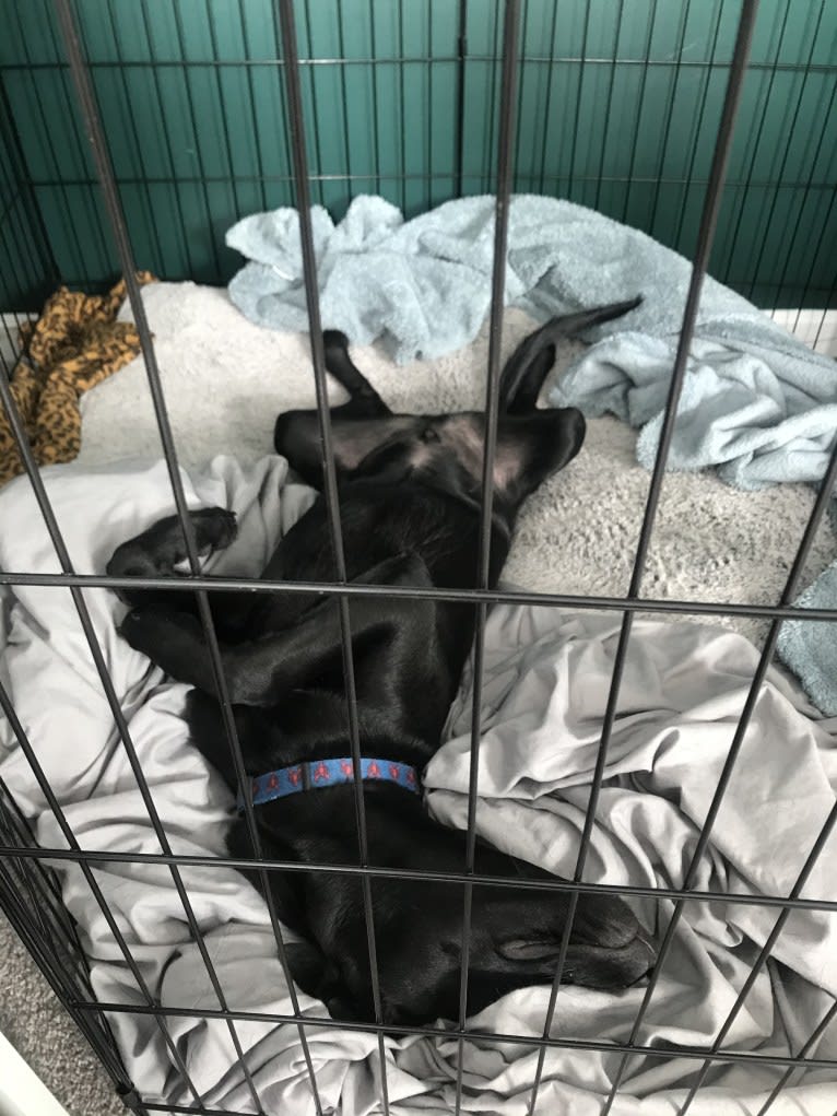 Embark Dog DNA Test - Ruben gallery