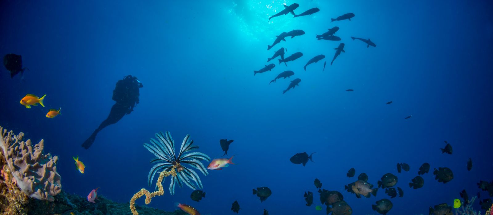 Exclusive Travel Tips for Ponta Do Ouro in Mozambique