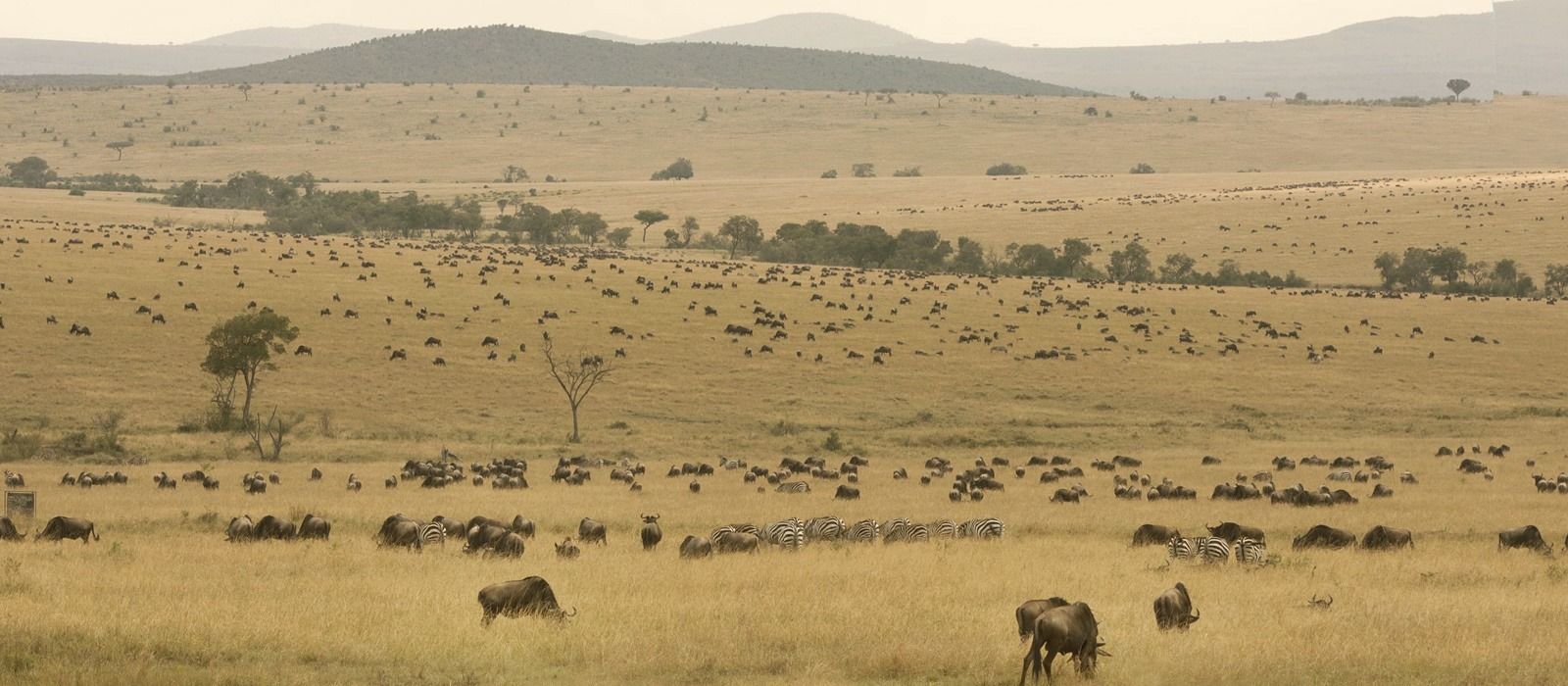 Kenya Tours | Plan your custom Kenya Safari with Enchanting Travels