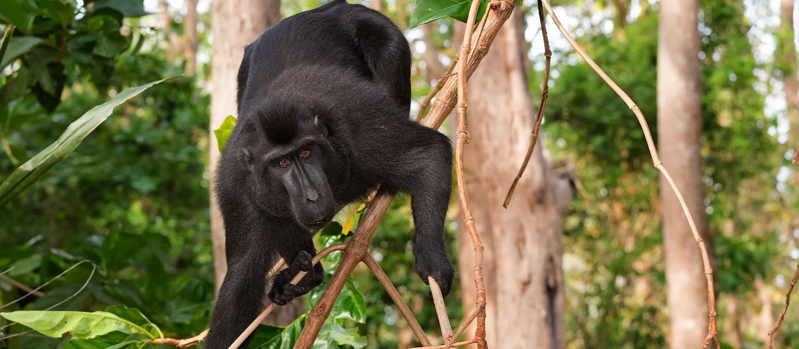 Tangkoko Batuangus Nature Reserve | Indonesia | Plan Your Trip