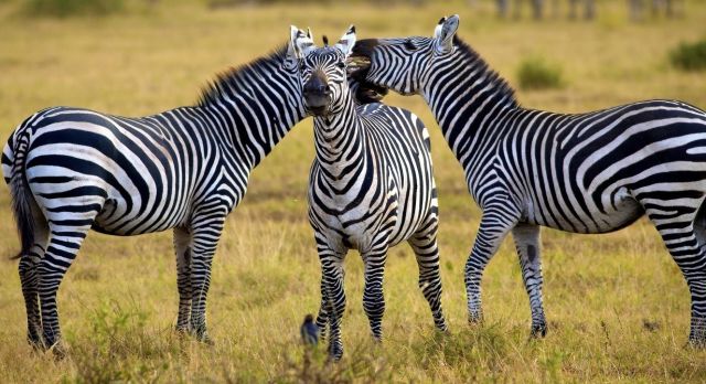 North or South: Which is the Best Tanzania Safari?