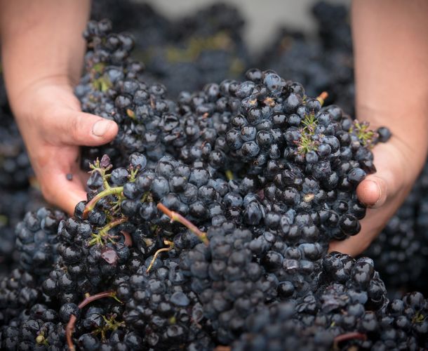 Napa Valley Wineries | Wine Tastings, Tours & Guides