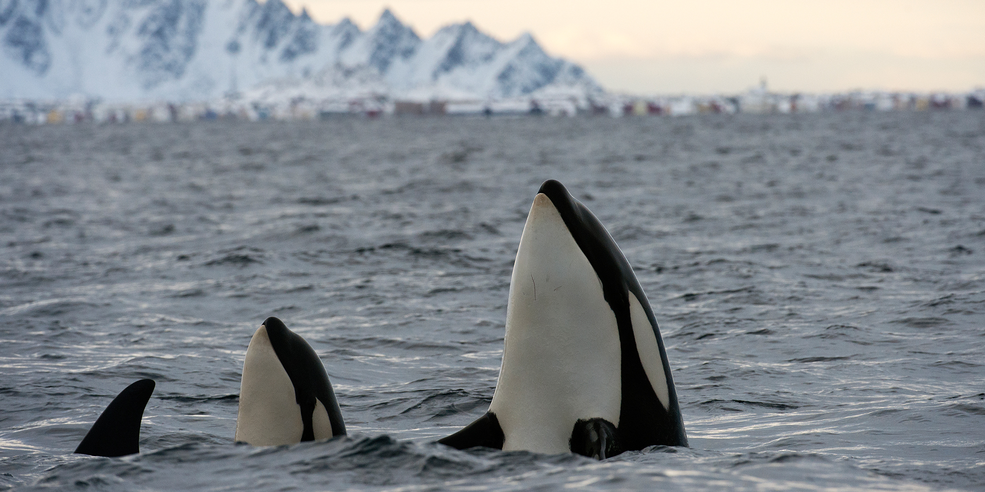 Faune & safaris - Le portail officiel de voyage en Norvège - visitnorway.fr